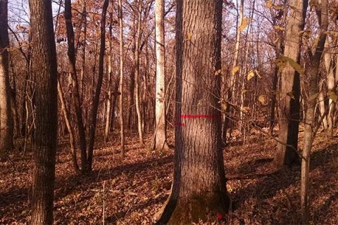 Managed Forest Law (MFL) Plans | Certified MFL Planner Wisconsin ...